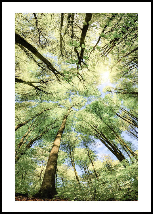 Affiche de la forêt de hêtres | Posterbox